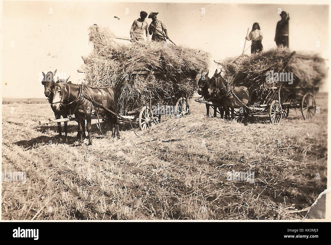 Israel 12931 Agriculture in Israel Stock Photo - Alamy