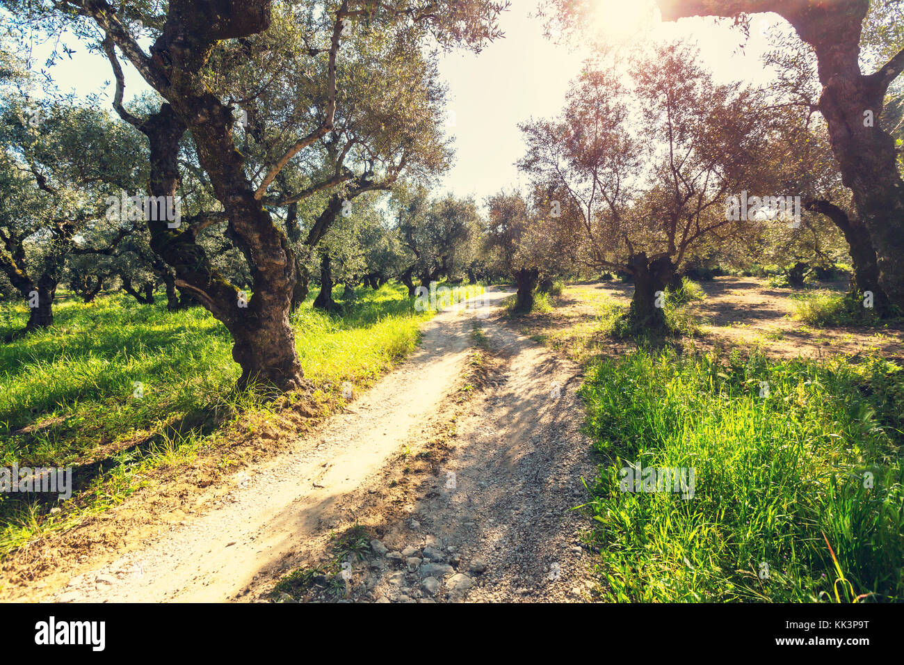 Corfu olive road hi-res stock photography and images - Alamy
