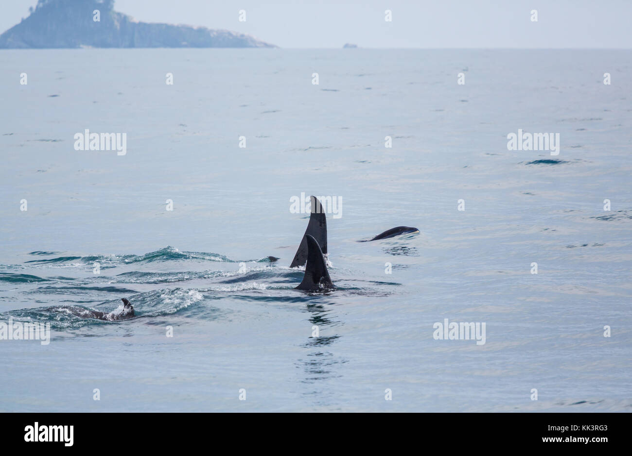 Orca (Killer Whale) in Alaska Stock Photo - Alamy