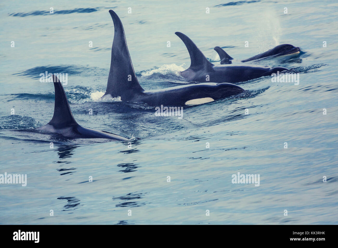 Orca (Killer Whale) in Alaska Stock Photo - Alamy