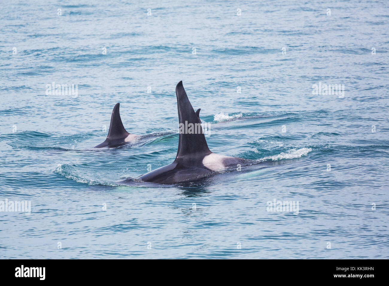 Orca (Killer Whale) in Alaska Stock Photo - Alamy