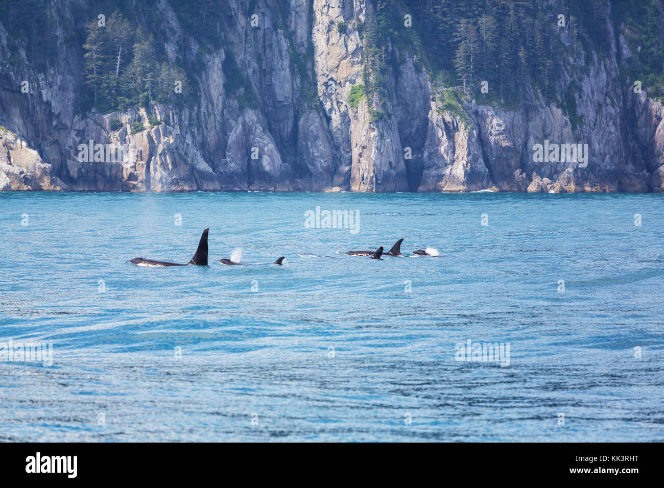 Orca (Killer Whale) in Alaska Stock Photo - Alamy