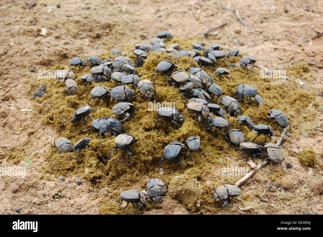 Namibia dung beetle feast Stock Photo - Alamy