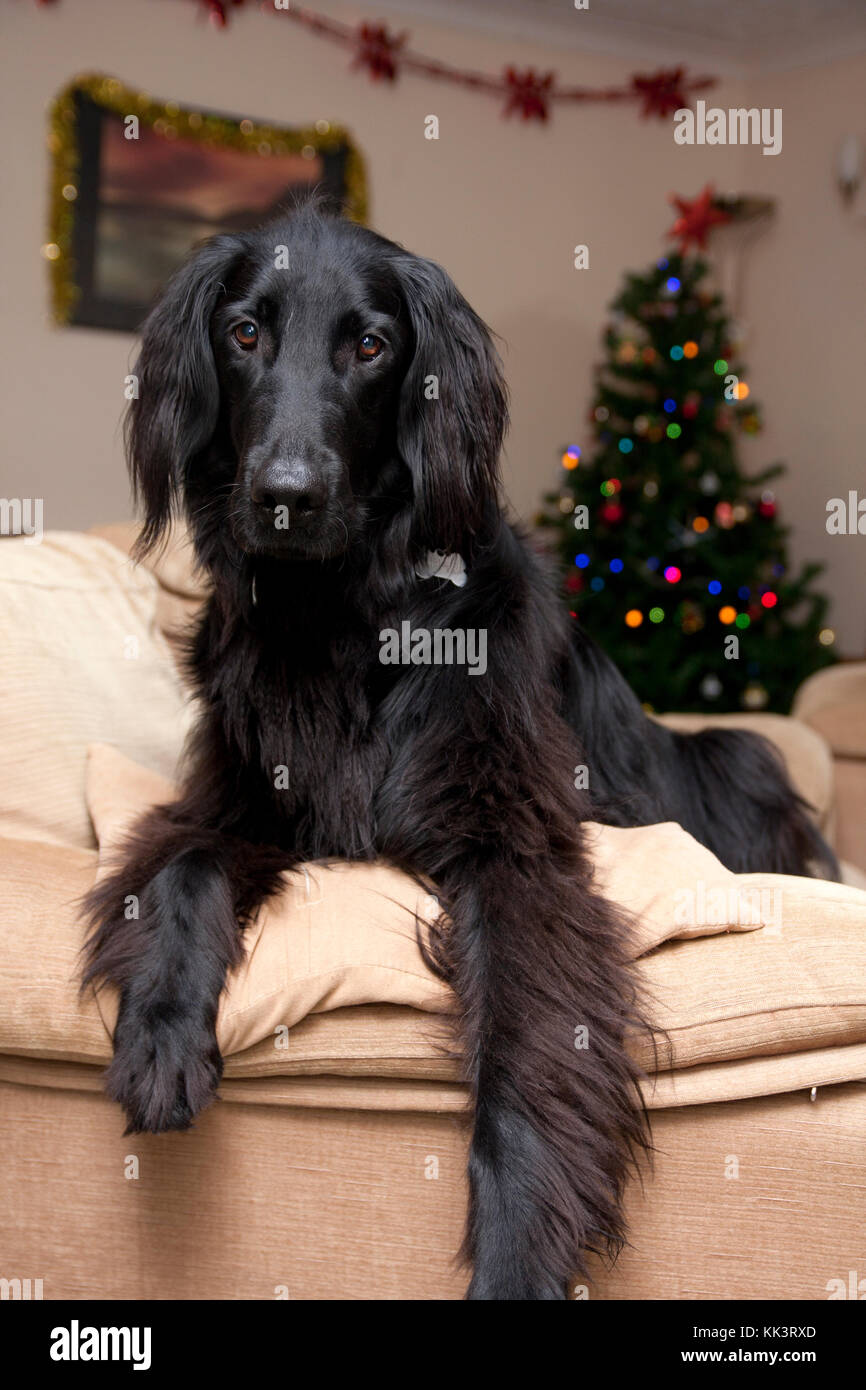 Black flat coated retriever hi-res stock photography and images - Alamy