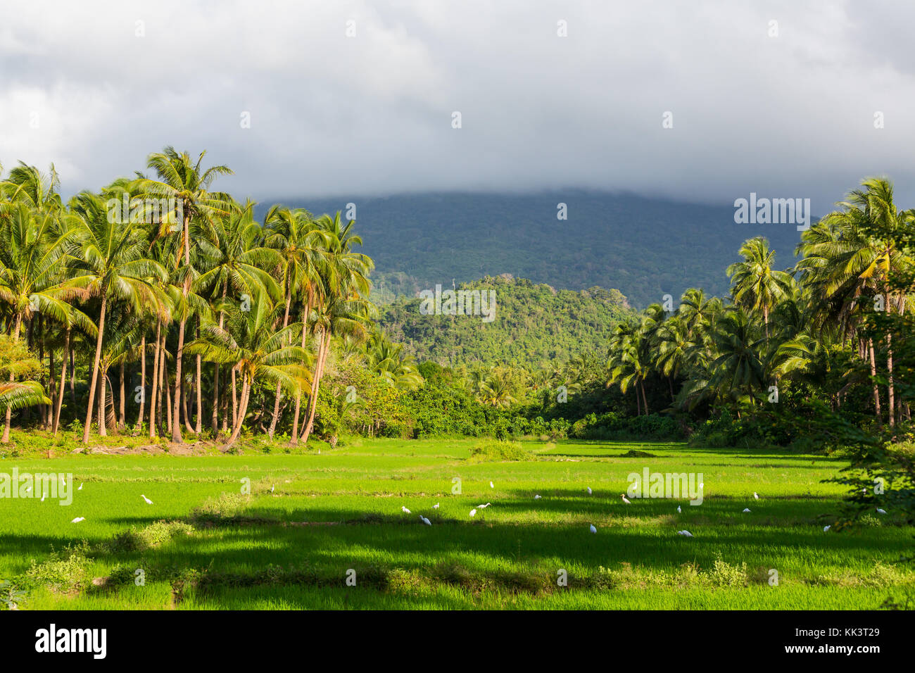 Rural tropical landscapes in Palawan island, Philippines Stock Photo ...