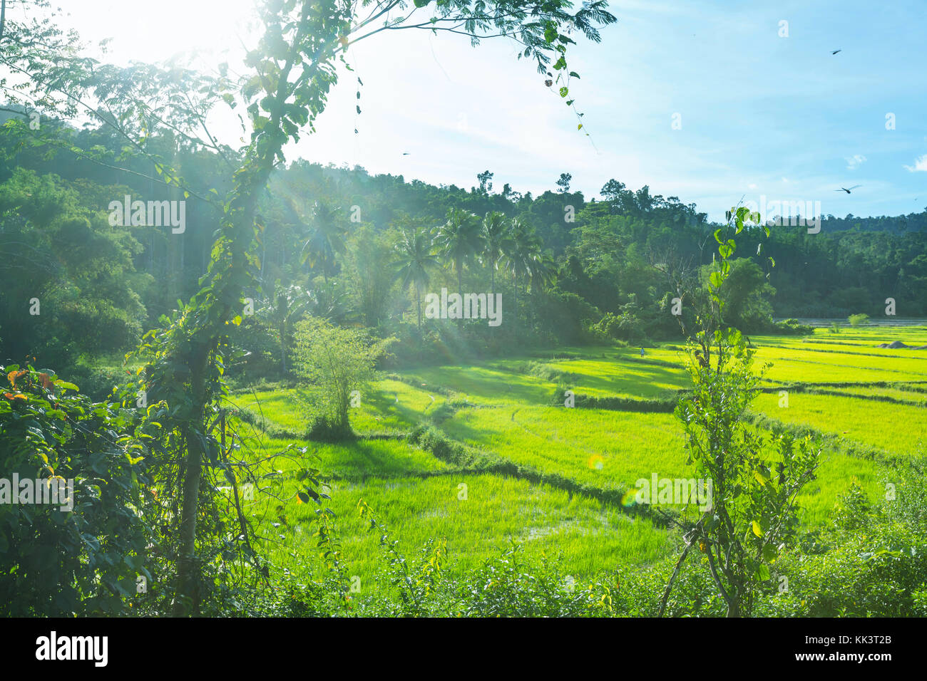 Rural tropical landscapes in Palawan island, Philippines Stock Photo ...