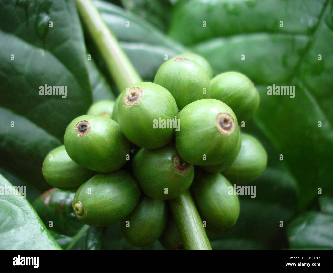 Coffea canephora berries Stock Photo - Alamy