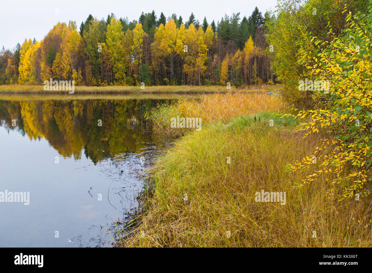 Autumn season landscape with colorfull aspen trees and birch trees ...