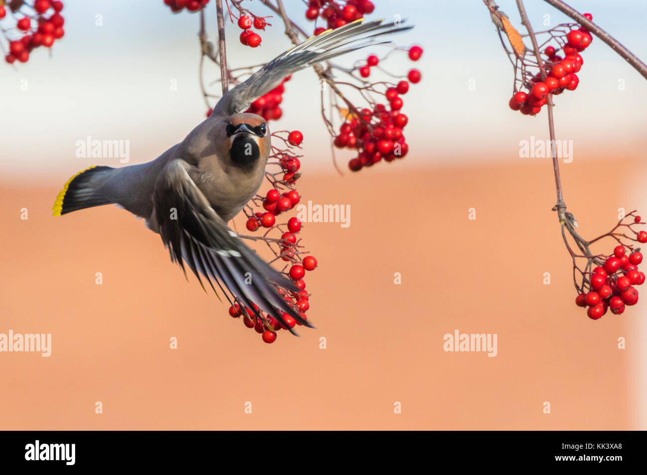Berries from rowan tree hi-res stock photography and images - Alamy