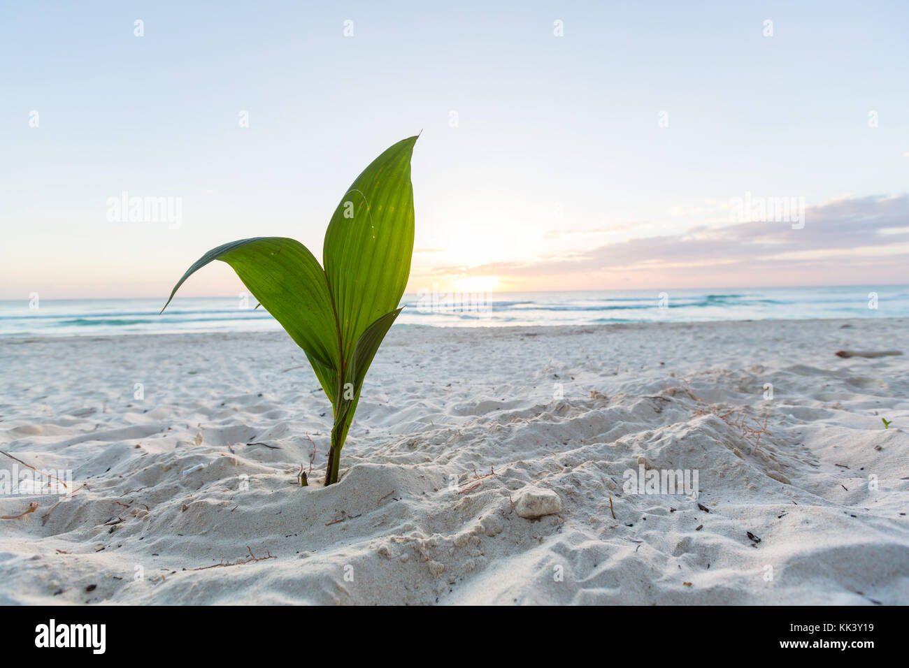 small palm tree on beach Stock Photo - Alamy
