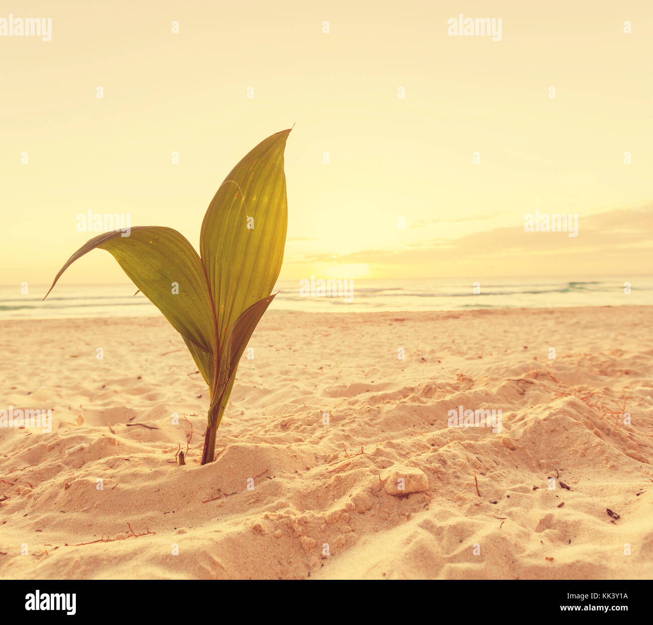 small palm tree on beach Stock Photo - Alamy