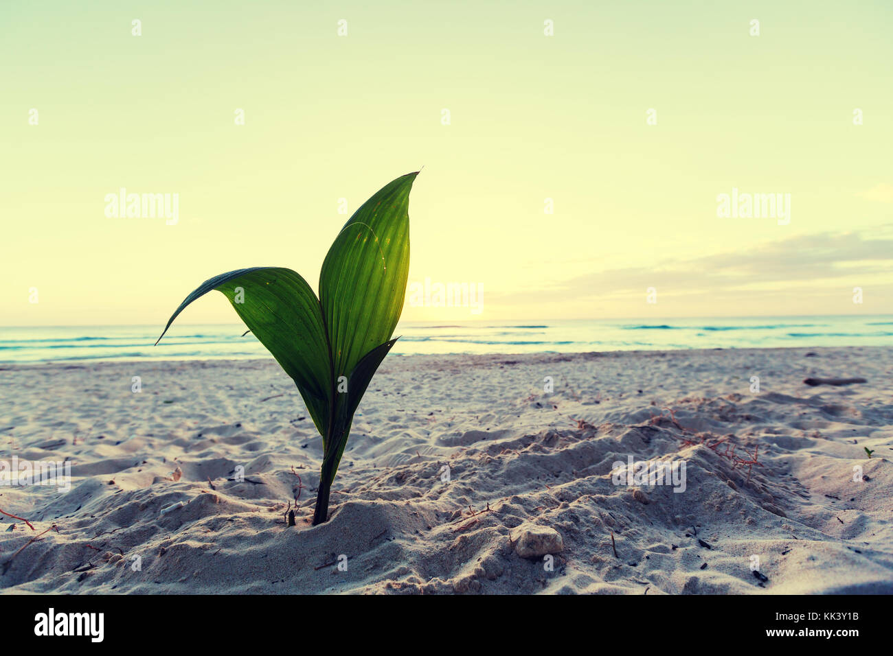 Small palm tree on a beach Stock Photo - Alamy
