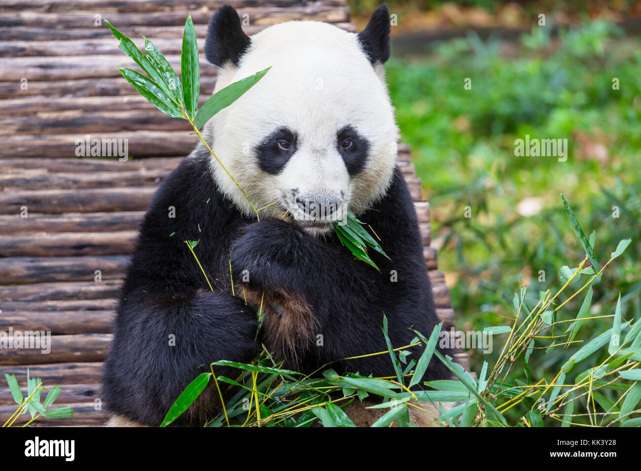 Pretty Giant Panda Stock Photo - Alamy
