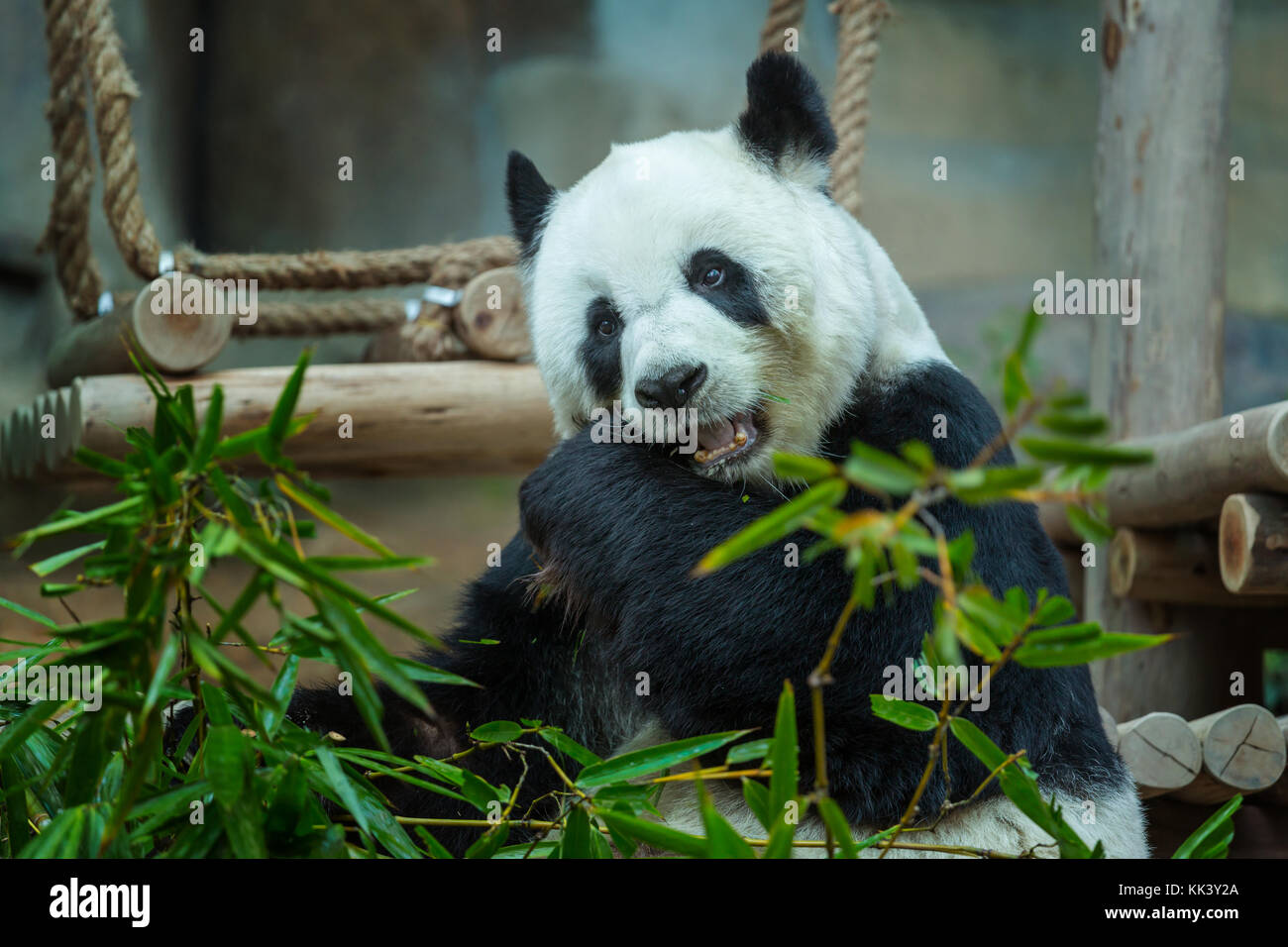 Pretty Giant Panda Stock Photo - Alamy