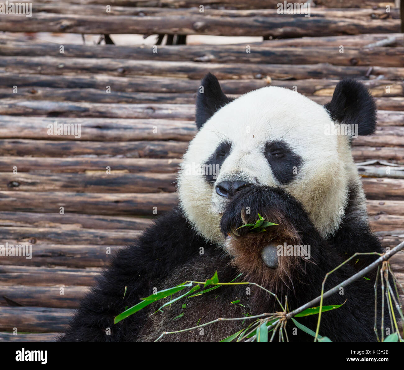 Pretty Giant Panda Stock Photo - Alamy