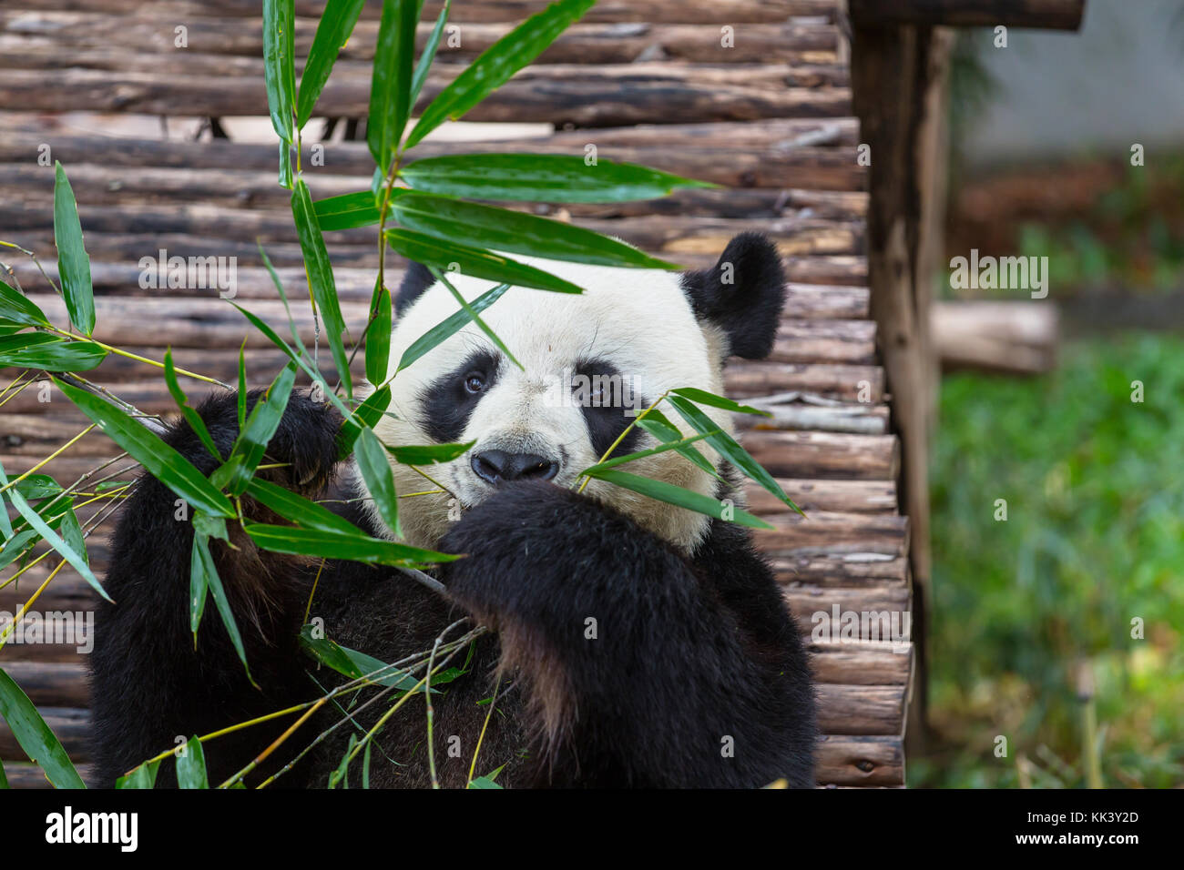 Pretty Giant Panda Stock Photo - Alamy