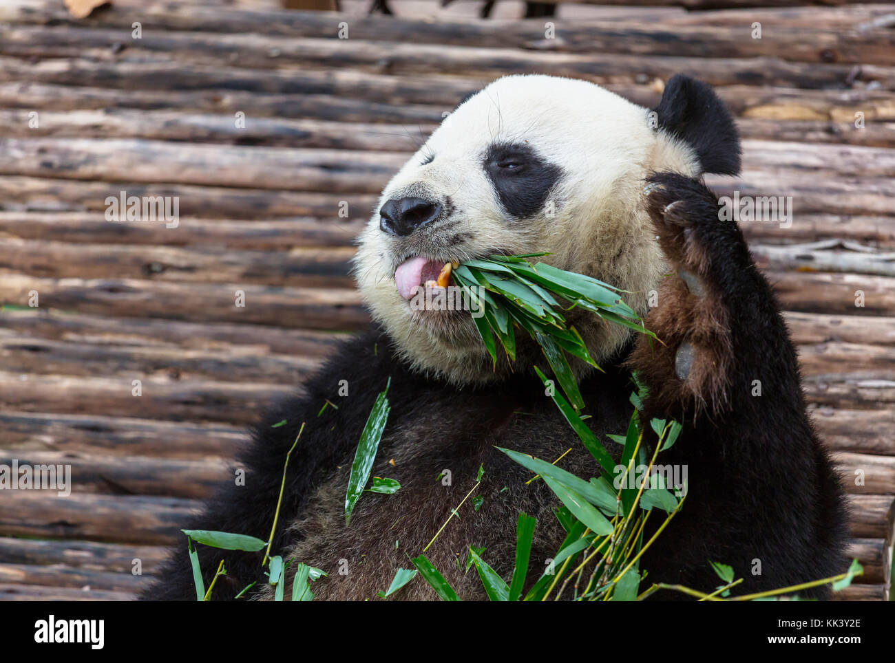 Pretty Giant Panda Stock Photo - Alamy