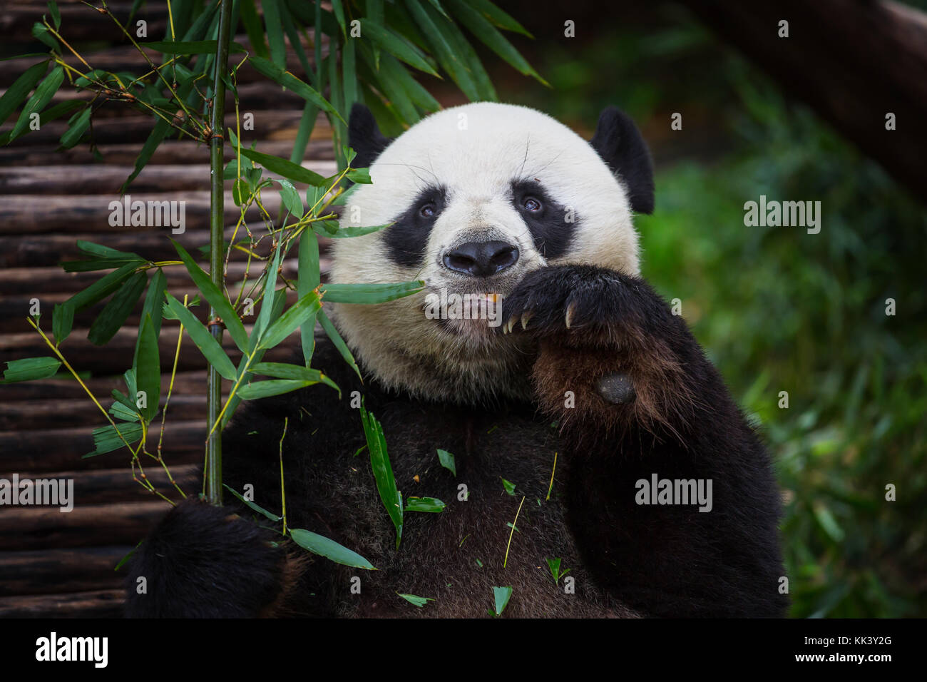 Pretty Giant Panda Stock Photo - Alamy
