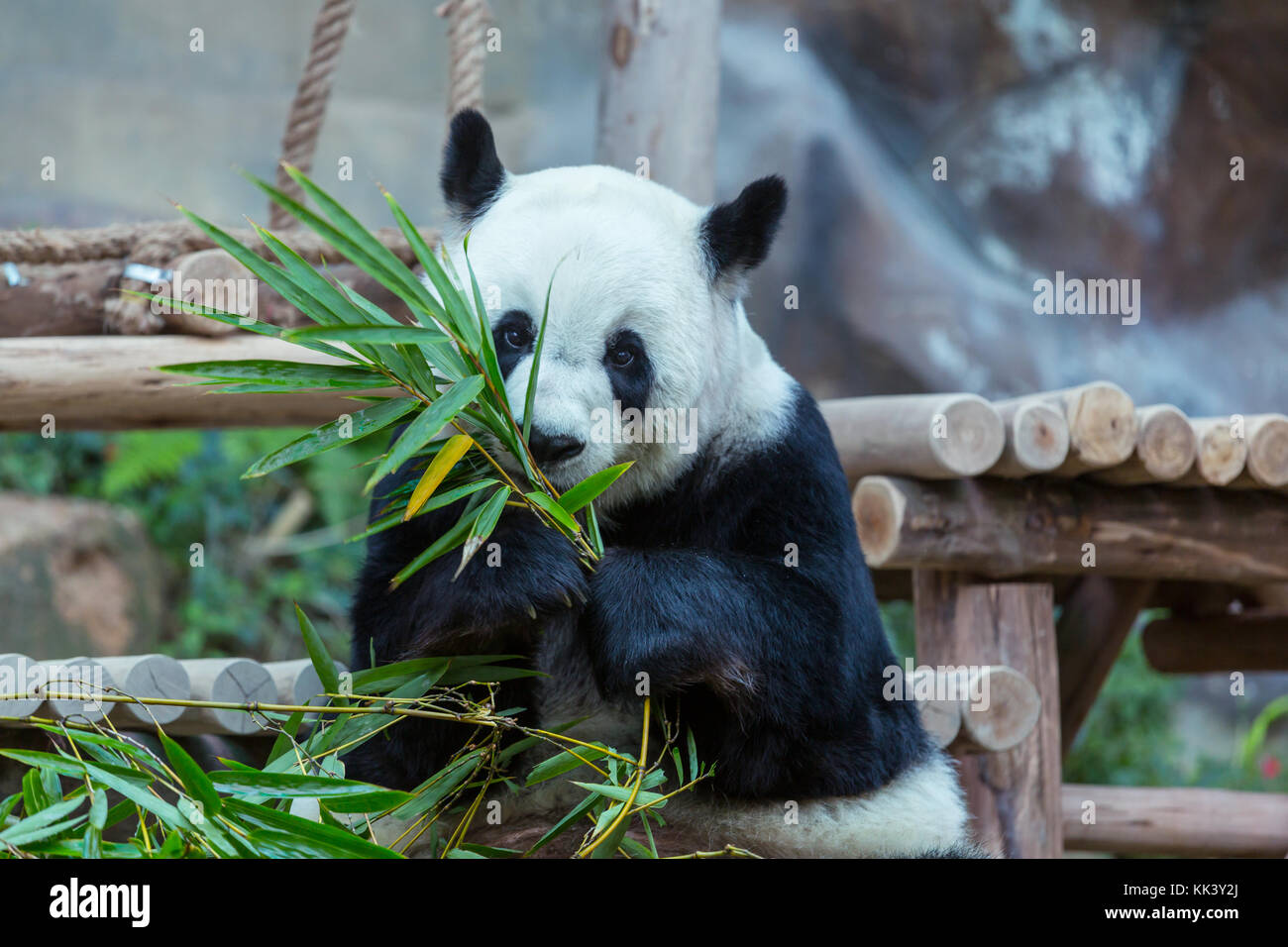 Pretty Giant Panda Stock Photo - Alamy