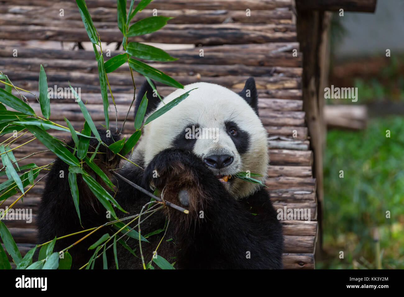 Pretty Giant Panda Stock Photo - Alamy