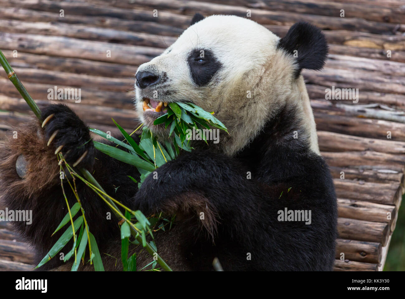 Pretty Giant Panda Stock Photo - Alamy