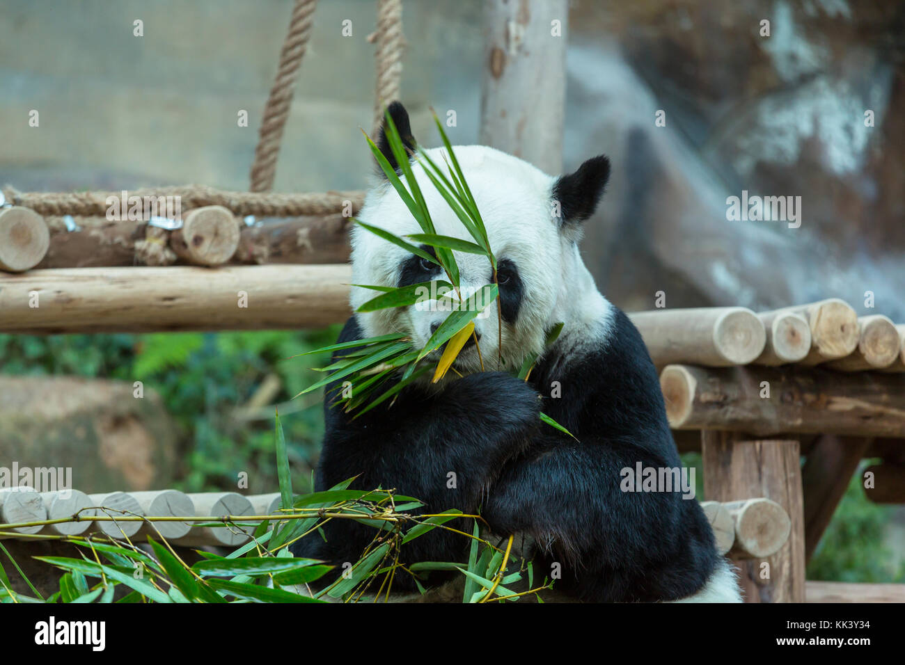 Pretty Giant Panda Stock Photo - Alamy