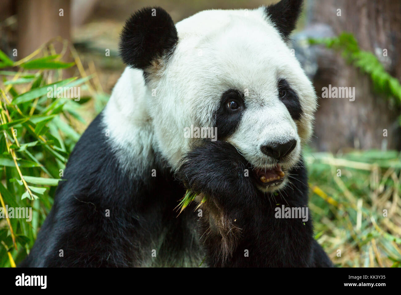Pretty Giant Panda Stock Photo - Alamy