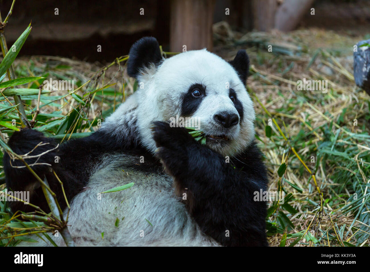 Pretty Giant Panda Stock Photo - Alamy