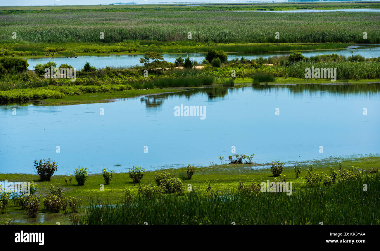 Blue marsh waters and green grasses abound in the Marshes Stock Photo ...