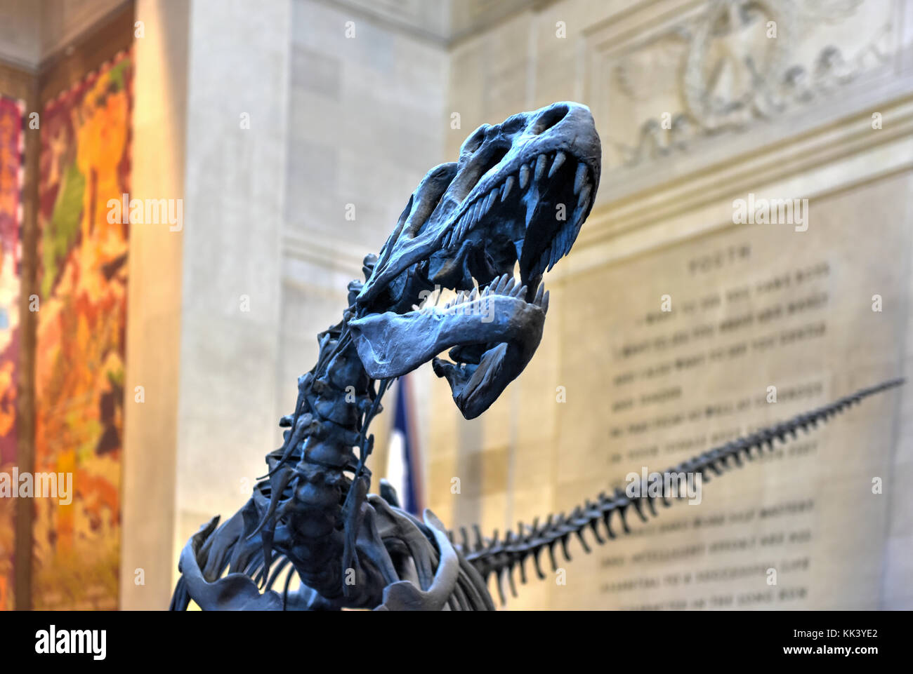 Allosaurus fossil hi-res stock photography and images - Alamy