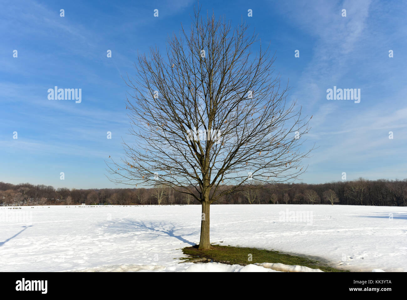 New york bronx park winter hi-res stock photography and images - Alamy