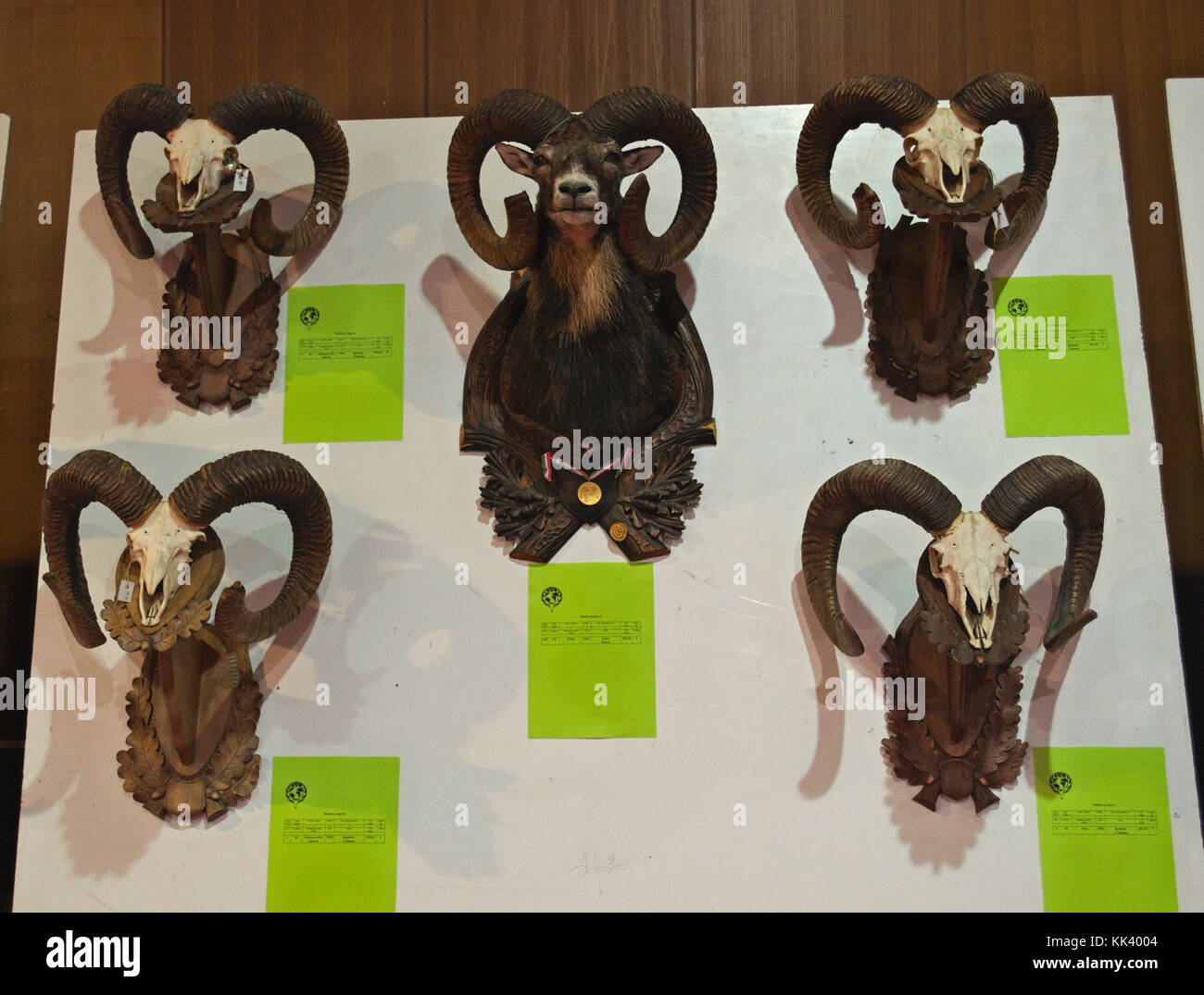 Exhibition of hunting trophies on wall Stock Photo - Alamy