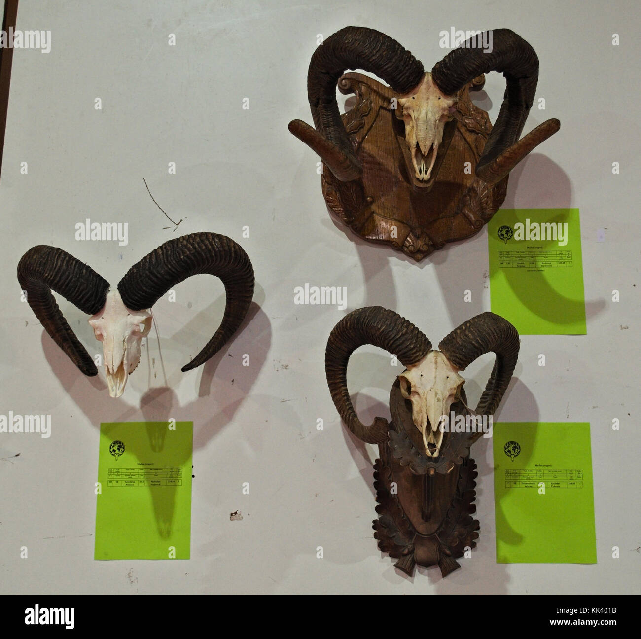 Exhibition of hunting trophies on wall Stock Photo - Alamy