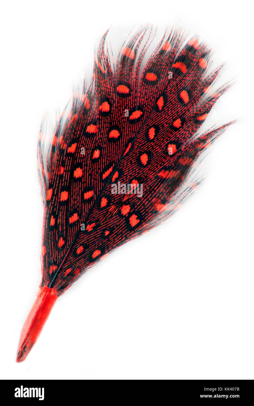 Covert Feathers Stock Photos & Covert Feathers Stock Images - Alamy