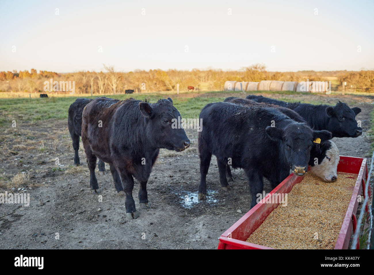 Cattle eating fodder from feeding trough on farm Stock Photo - Alamy