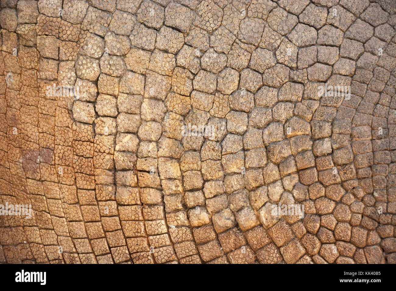 Armor structure hi-res stock photography and images - Alamy