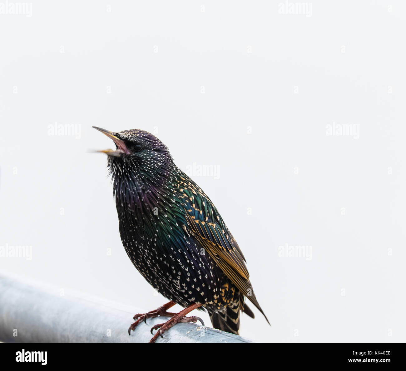Colourful european birds hi-res stock photography and images - Alamy