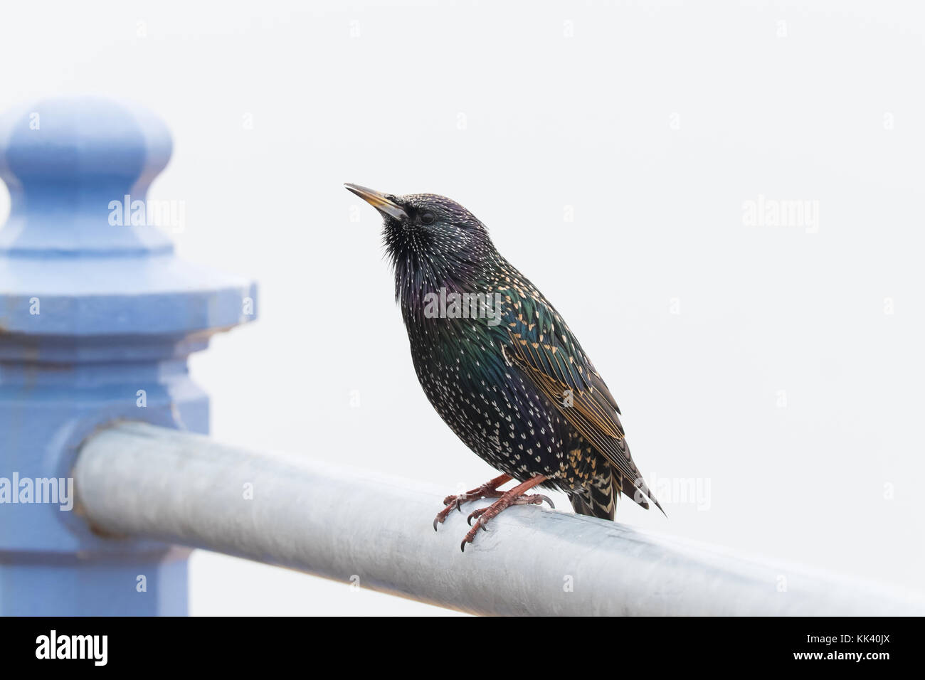 Starling birds hi-res stock photography and images - Alamy