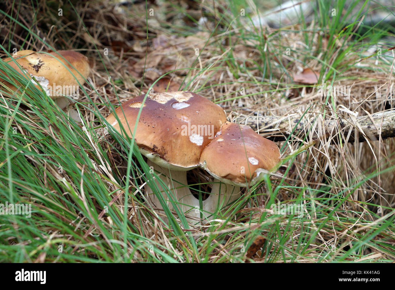Two edible ceps growing in grass wood. White fresh mushrooms grow in ...