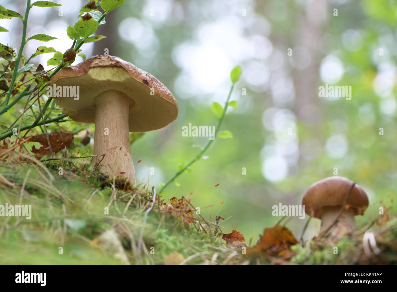 Large and small edible ceps growing in wood. White fresh mushrooms grow ...
