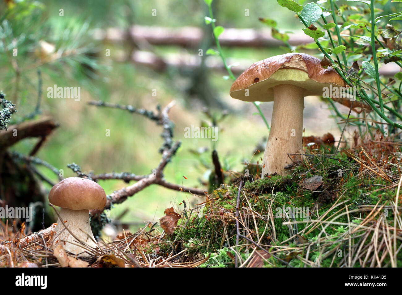 Big and small edible ceps growing in wood. White fresh mushrooms grow ...