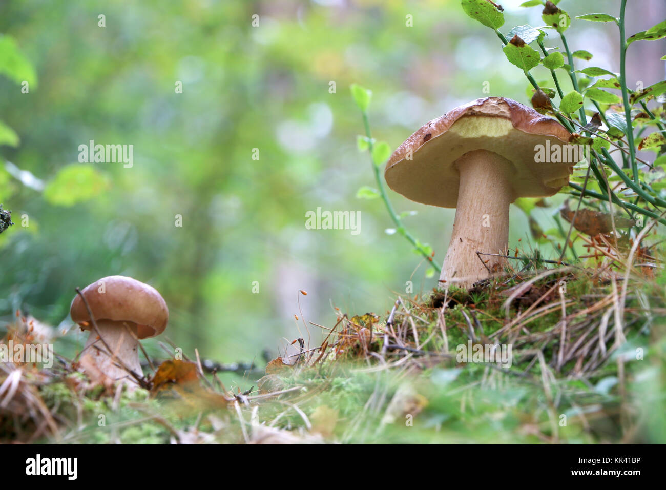Big and small edible ceps grow in wood. White fresh mushrooms growing ...