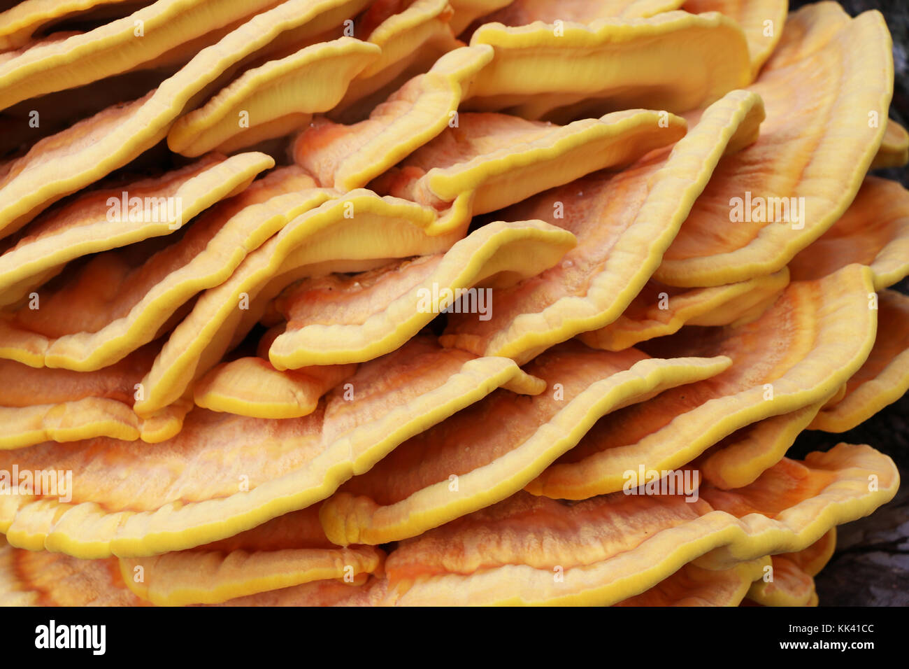 The beautiful inedible yellow parasite mushroom growing on tree ...