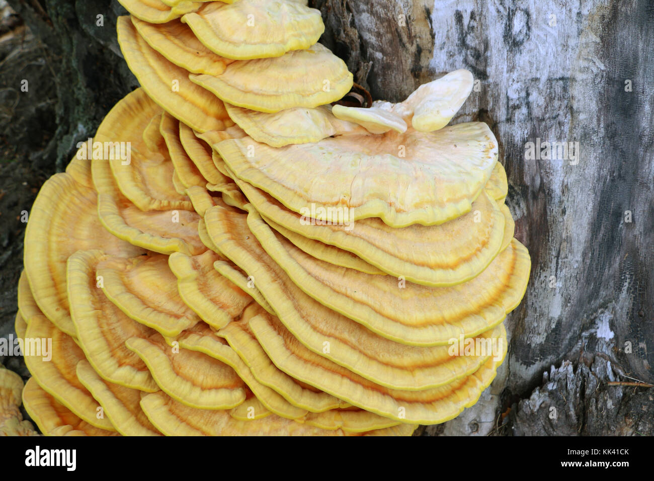 Inedible yellow parasite mushroom growing on tree, close-up photo ...