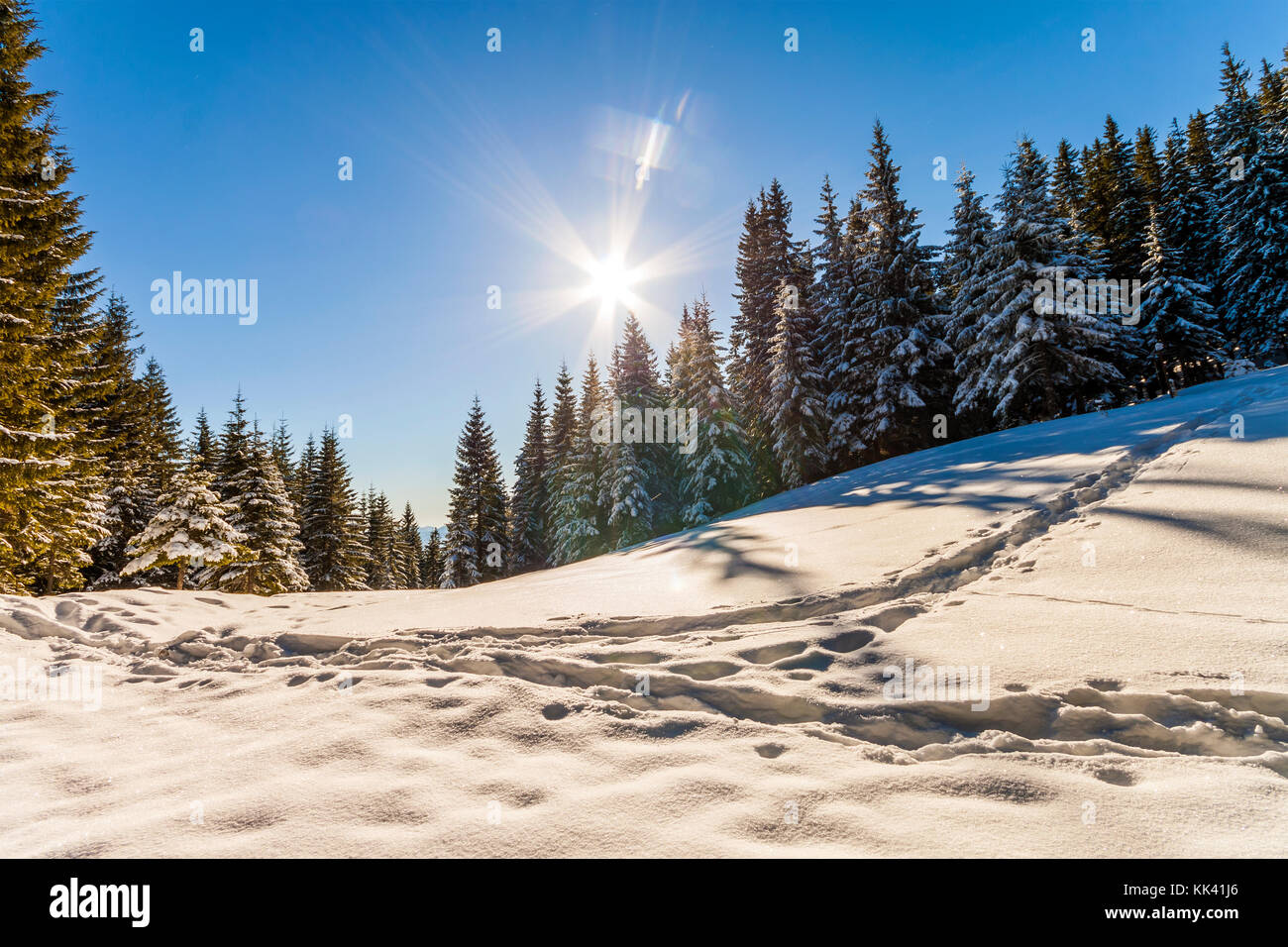 Winter snowy landscape in mountains with pine trees and white hills ...