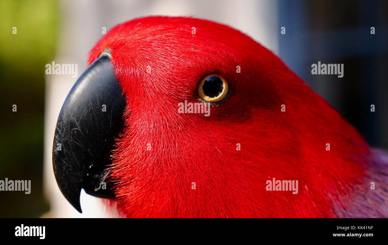 Hookbill hi-res stock photography and images - Alamy