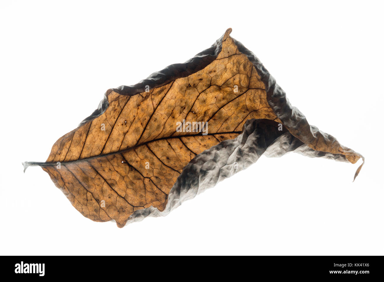 Dried herbs leaves close up Cut Out Stock Images & Pictures - Alamy