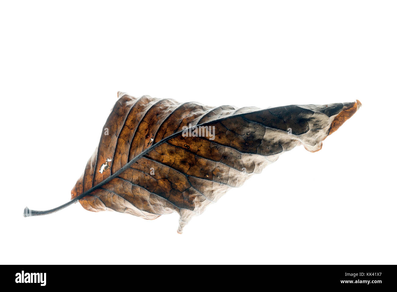 Dried herbs leaves close up Cut Out Stock Images & Pictures - Alamy