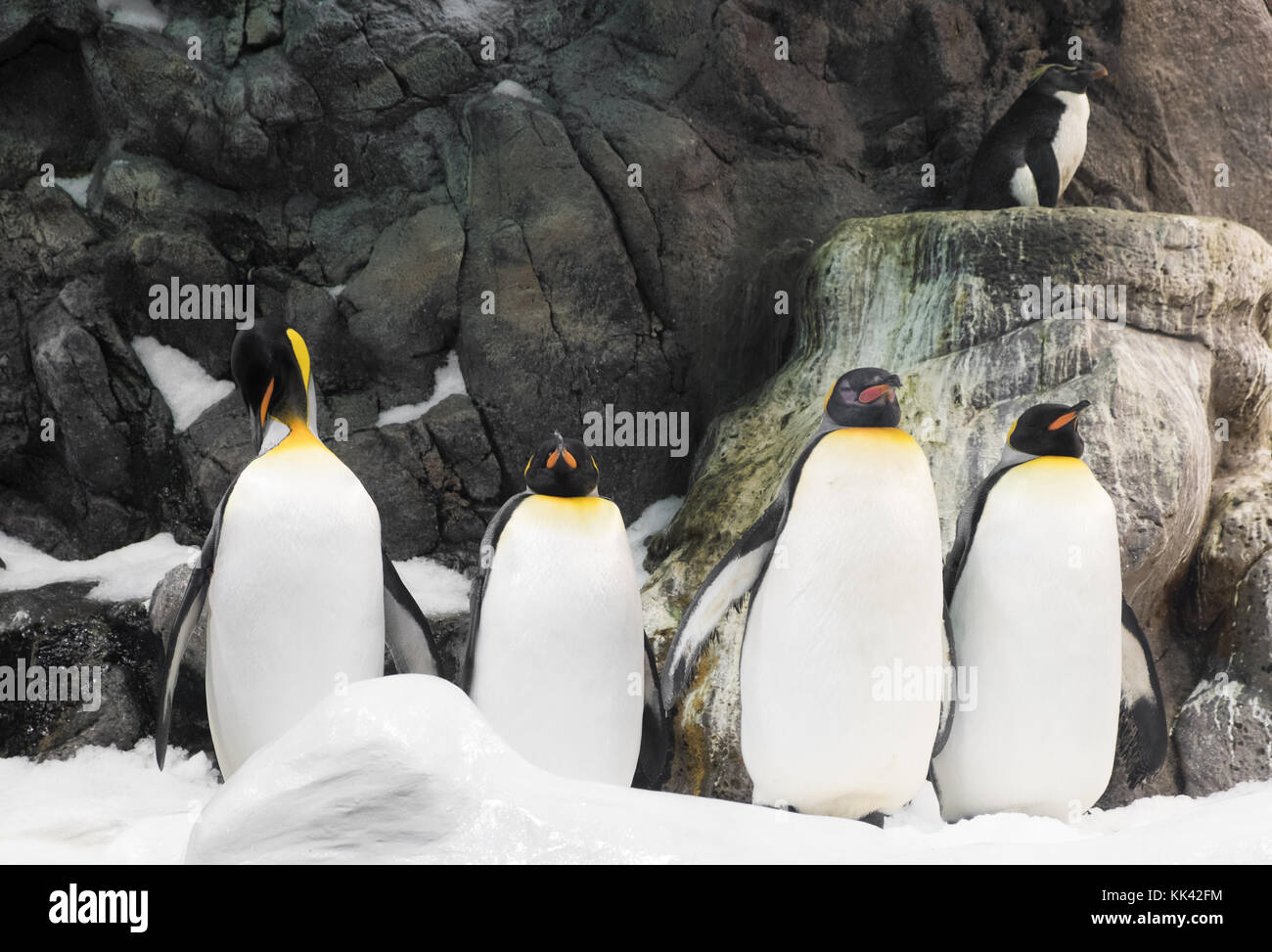 arctic king penguin - group of penguins Stock Photo - Alamy