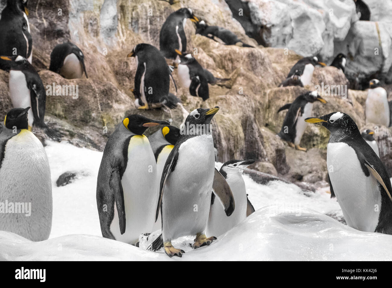 Family of penguins hi-res stock photography and images - Alamy